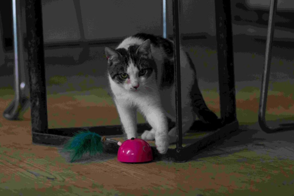 Robocat Grey mouse - Vanbreden.nl